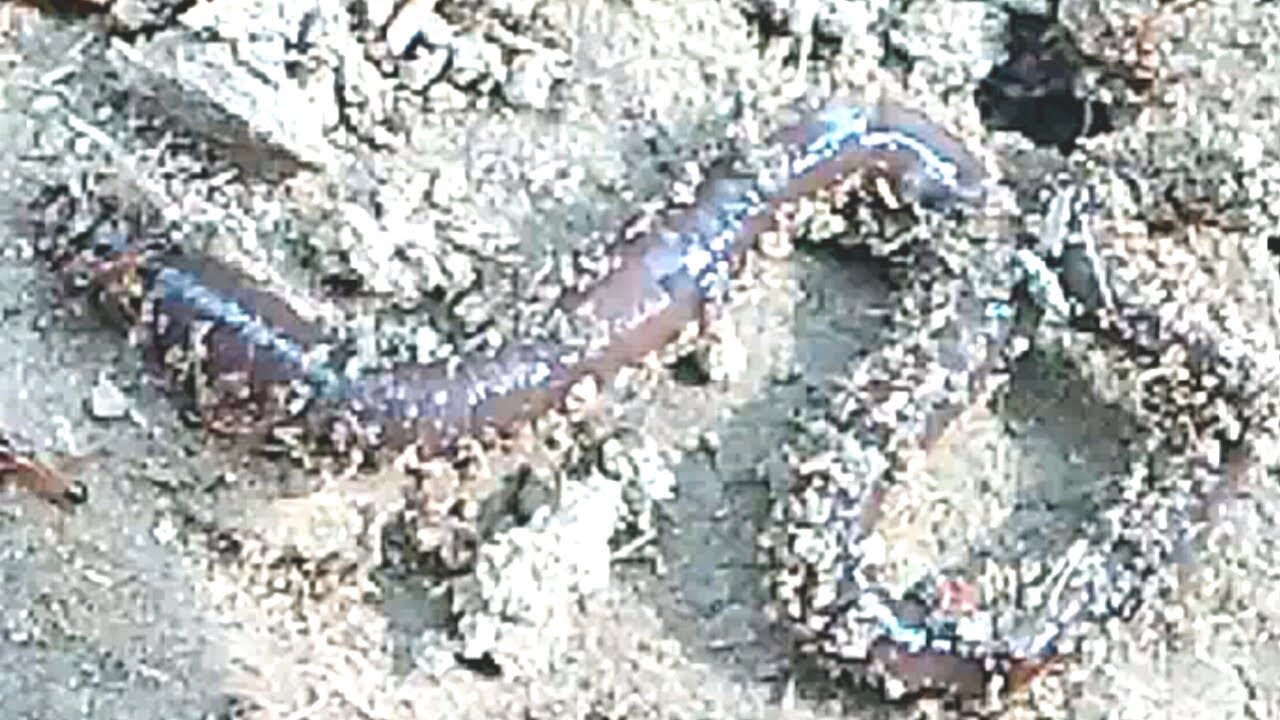 chitiyo ki anokhi duniya,chitiyo ki kahani,chitiya kaise karti hai ...