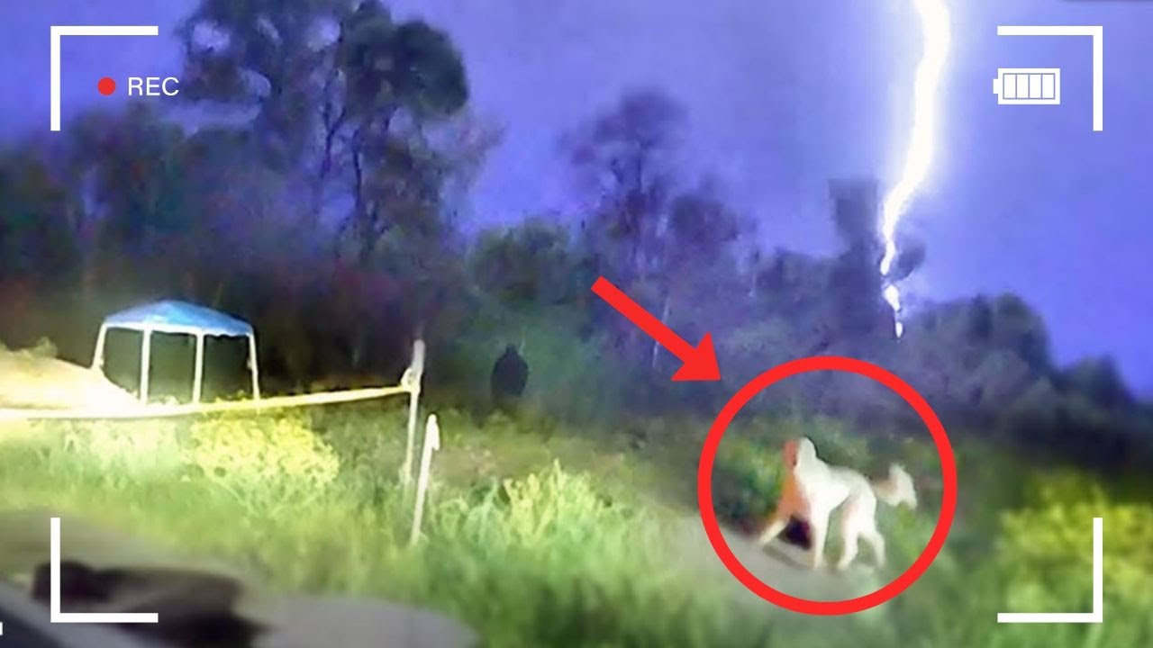 Dog Exposes Owner’s Killer After Horrifying Murder - YouTube