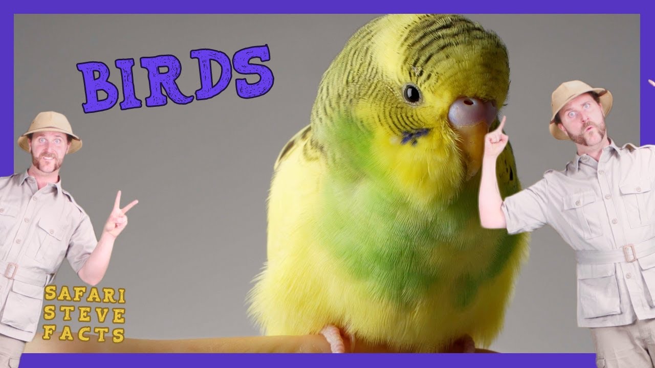 Bird Fun Facts With Safari Steve | Heavy Petting Originals - YouTube