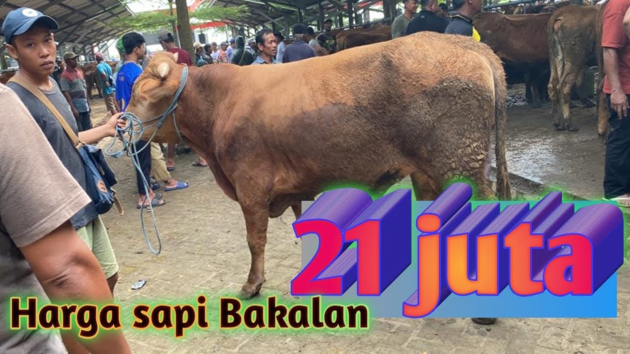 21 juta ️ harga bakalan sapi non poel 11 Mei 2023 pasar pahing ...
