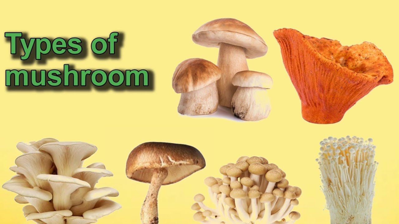 Mushrooms facts|Learn the name of mushrooms|Education for kids|Nursery ...