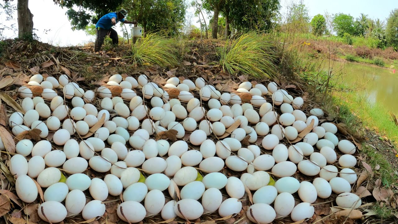 WOW WOW ! Farmers have collected a lot of rice under the trees during ...