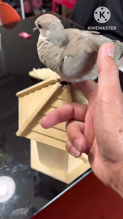 IT’S A BIRD! part 3 #shorts #shortsfeed #bird #wildlife #birds #filam #filamvlog #wyoming - YouTube