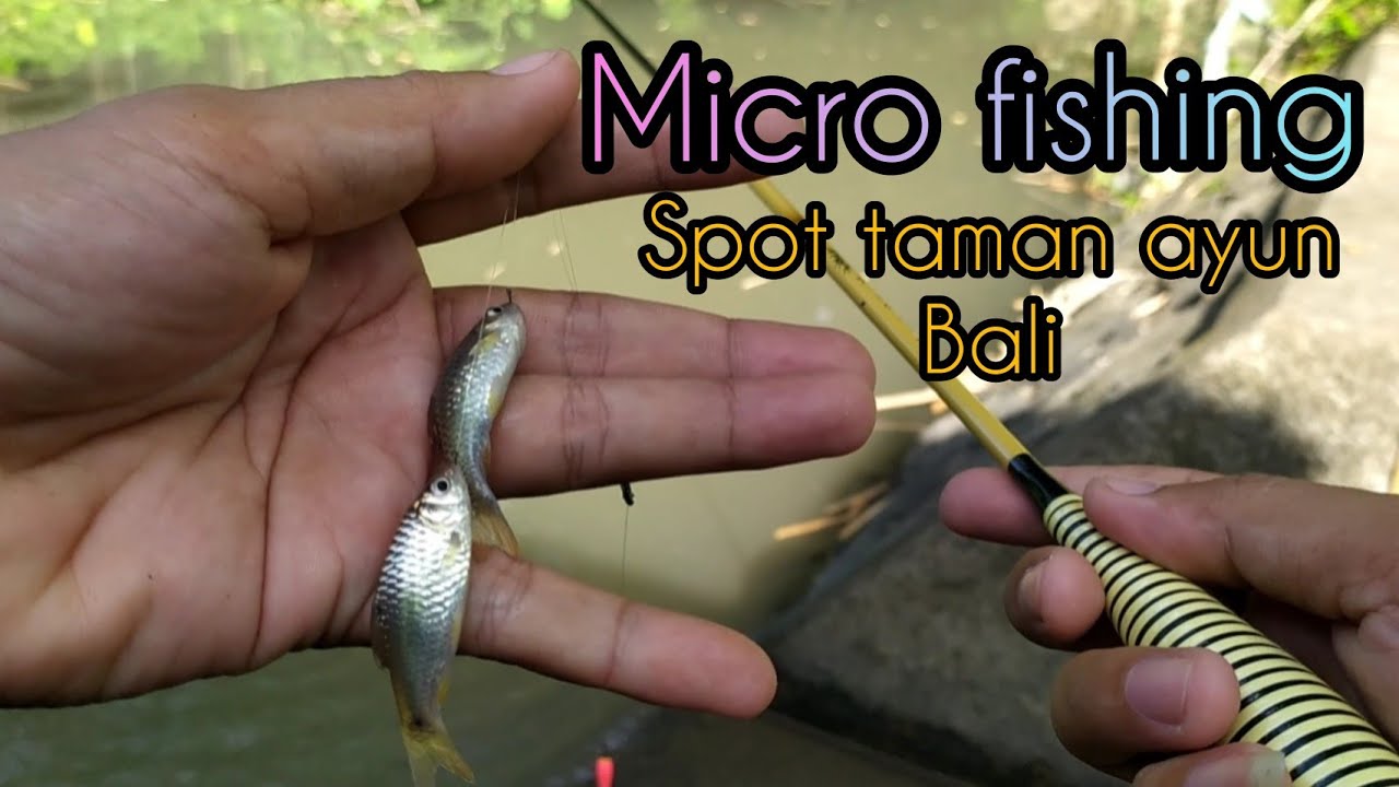 SPOT TAMAN AYUN || TANAGO ROD FISHING || MICRO FISHING - YouTube