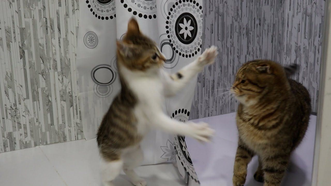 Cute Cats play fighting / Kittens playing - YouTube