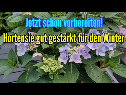 Hortensien Winterfest Machen