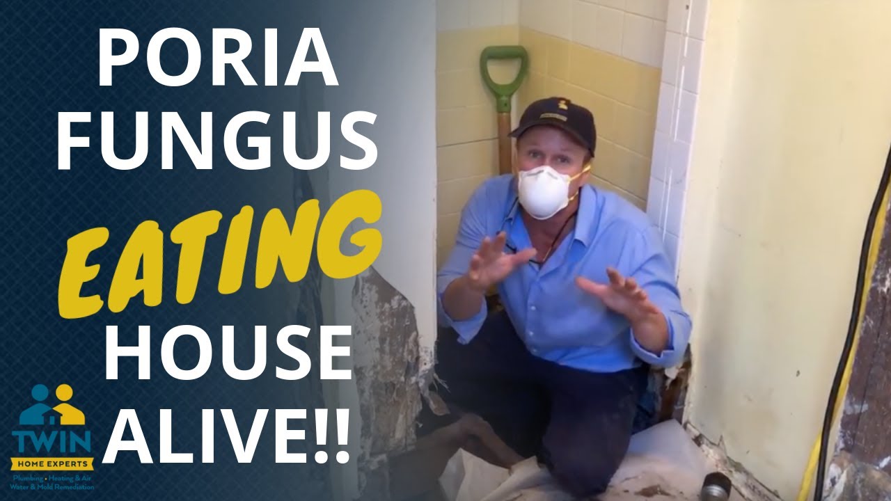 Part 1: Poria Fungus Eating A House Alive! - YouTube