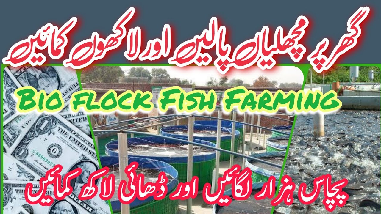 Bio flock Fish Farming | invest 50thousand and get 2.5 lakh - YouTube
