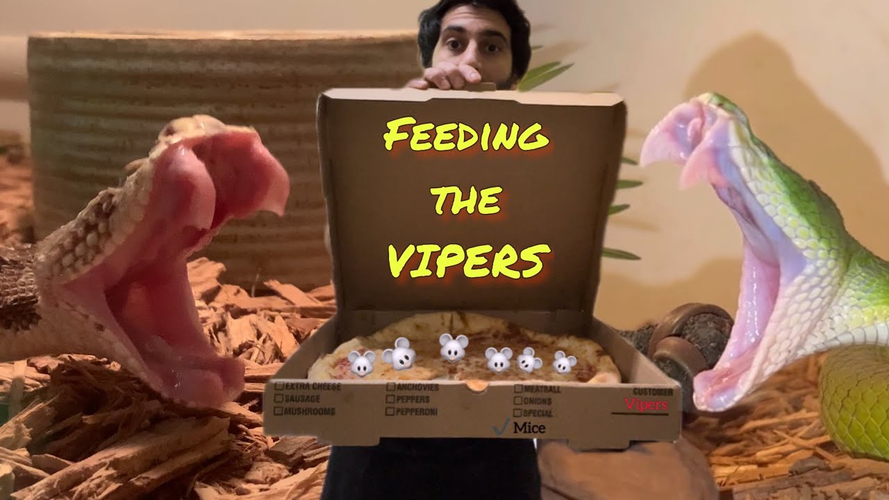 Feeding Vipers!! - YouTube
