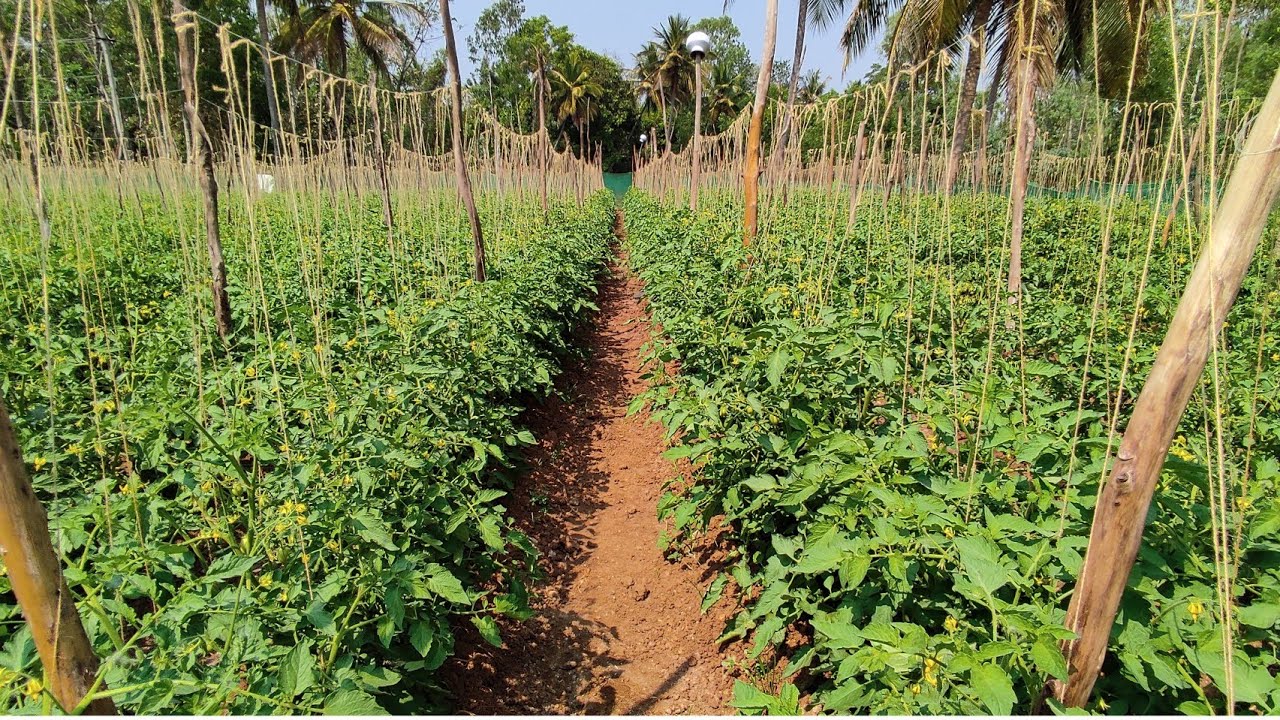 Ansal tomato seeds 🍅 - YouTube