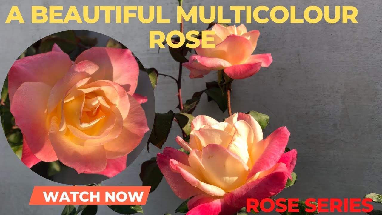 A BEAUTIFUL MULTICOLOR ROSE (DIANA, PRINCESS OF WALES) #rose #rose ...