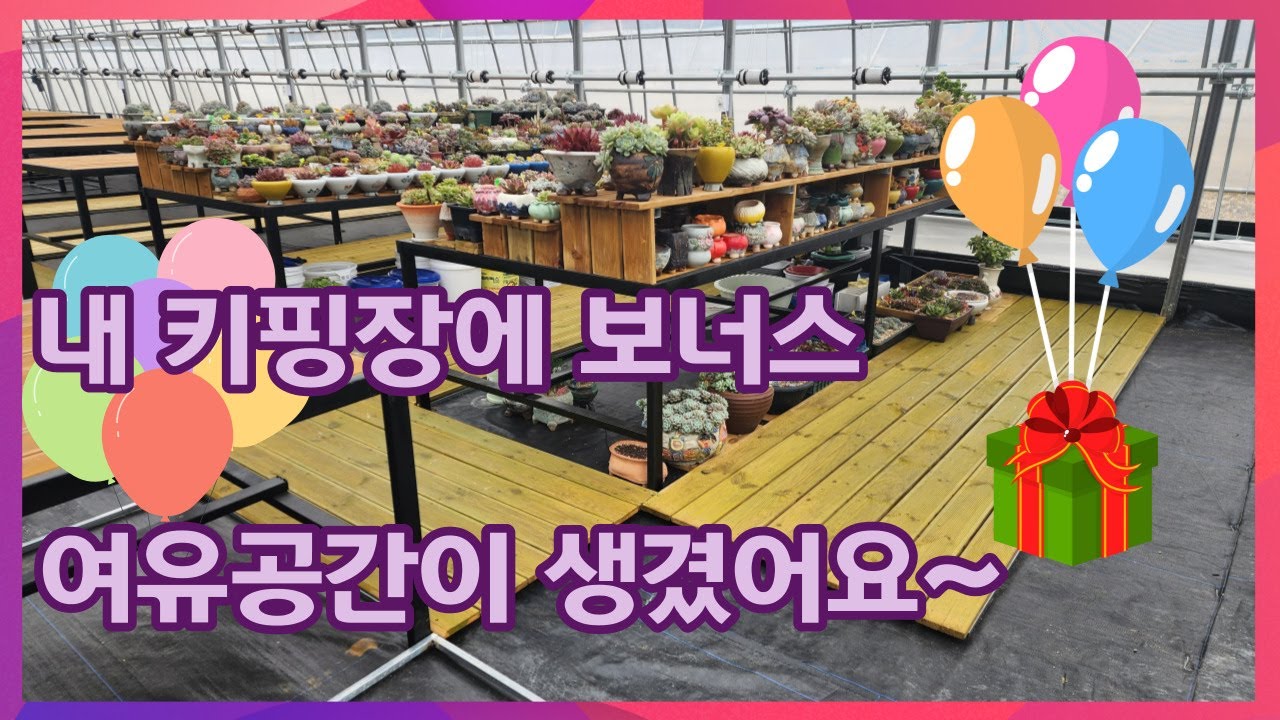 내 키핑장에 보너스 여유공간이 생겼어요 그곳이 어디일까요 다육이키핑장 여유공간 보너스 세종시명소 바람꽃다육키핑장