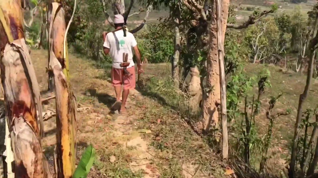 Cutting wood part 1|| Village life 3 - YouTube