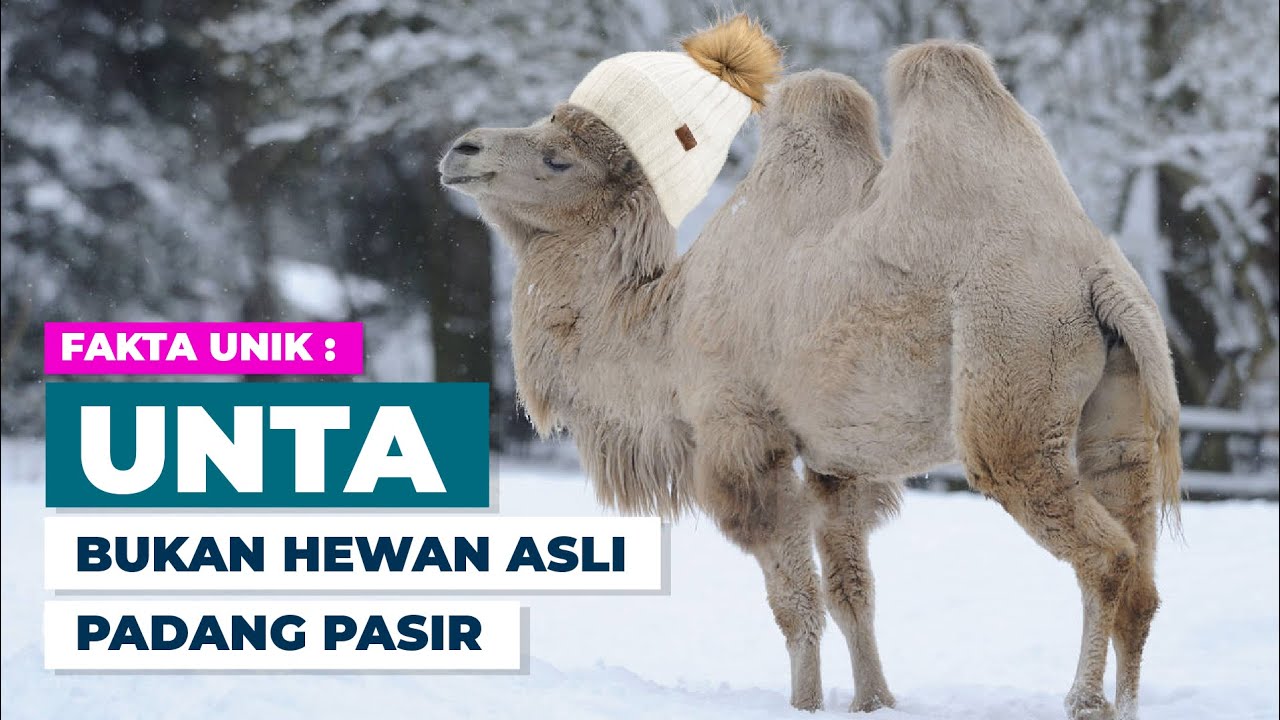 Habitat Asli Unta #temansains - YouTube