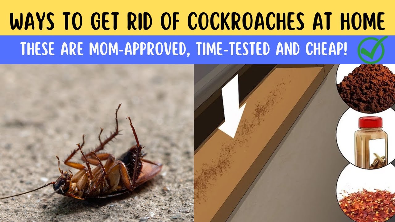 How to Get Rid of Cockroaches Naturally and Fast in Your Home | 9 Best ...