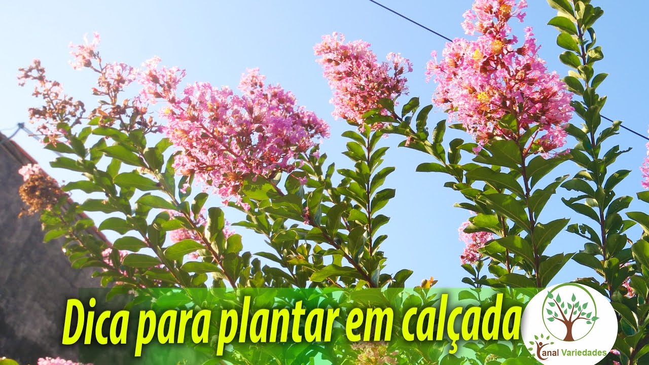 FLORES PARA CALÇADA Lagerstroemia indica - YouTube