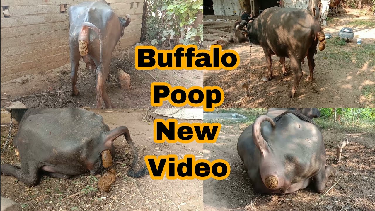 buffalo-poop-video-buffalo-pooping-video-buffalo-dung-video