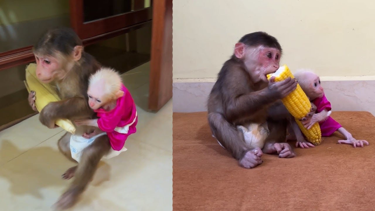 John Is The Most Obedient And WOrkhard Monkey In The World Carry Food ...