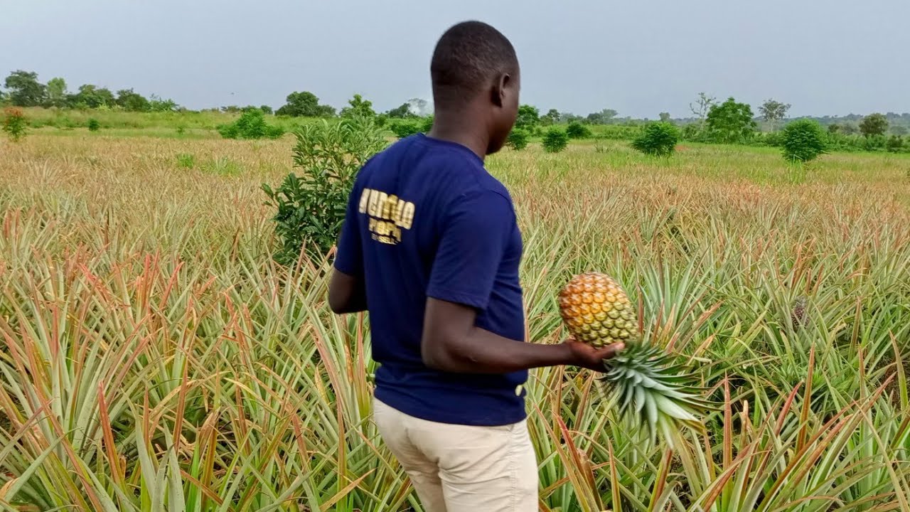 Unlocking Wealth With Pineapple Farming in Uganda: How to Start a Successful Pineapple Farm ...