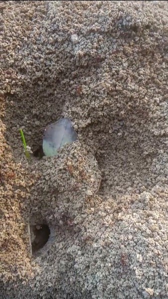 Ants are working together in a group #shorts #nature #insects #ants ...