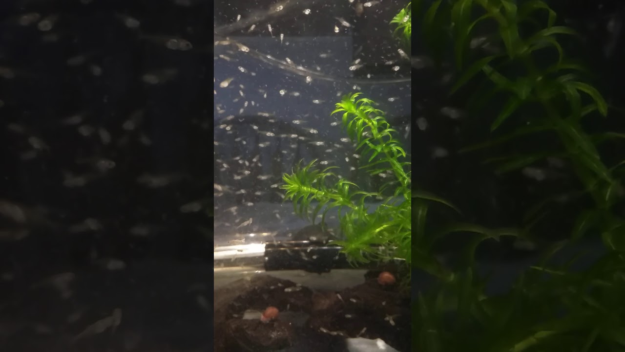 peacock gudgeon fry - YouTube