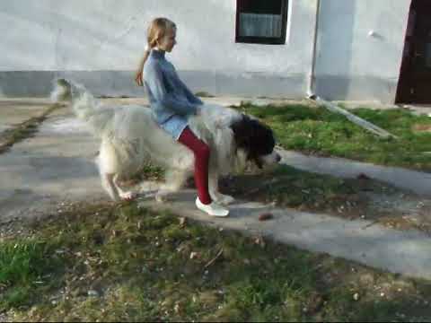 10 year old girl riding a dog