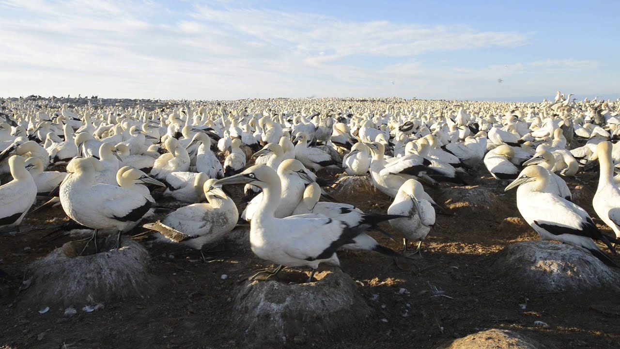 Malgas Island - Cape Gannet Planet - YouTube