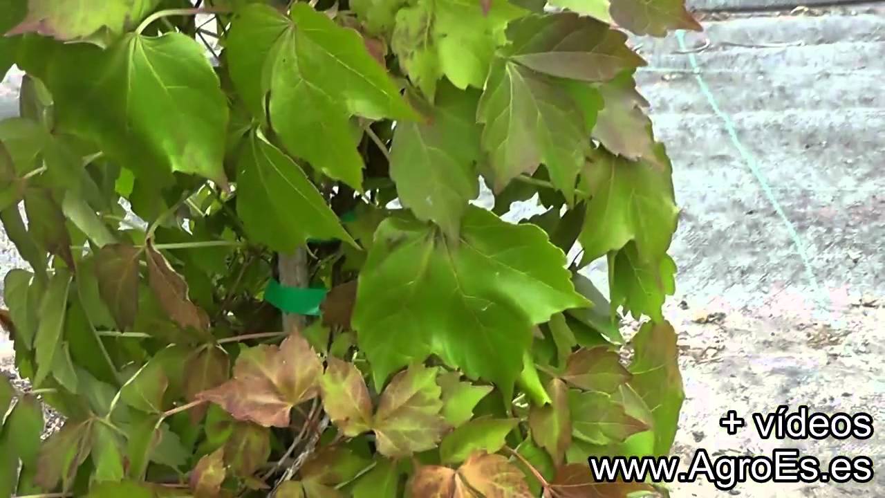 Parra Virgen plantas para trasplantar - YouTube