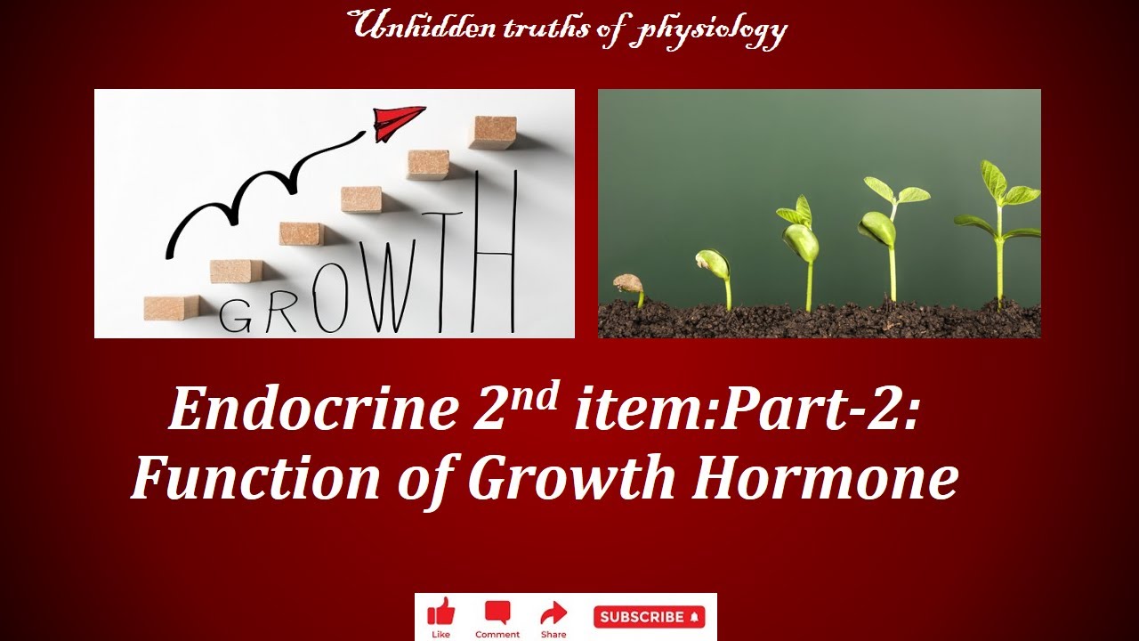 Function of growth hormone - YouTube