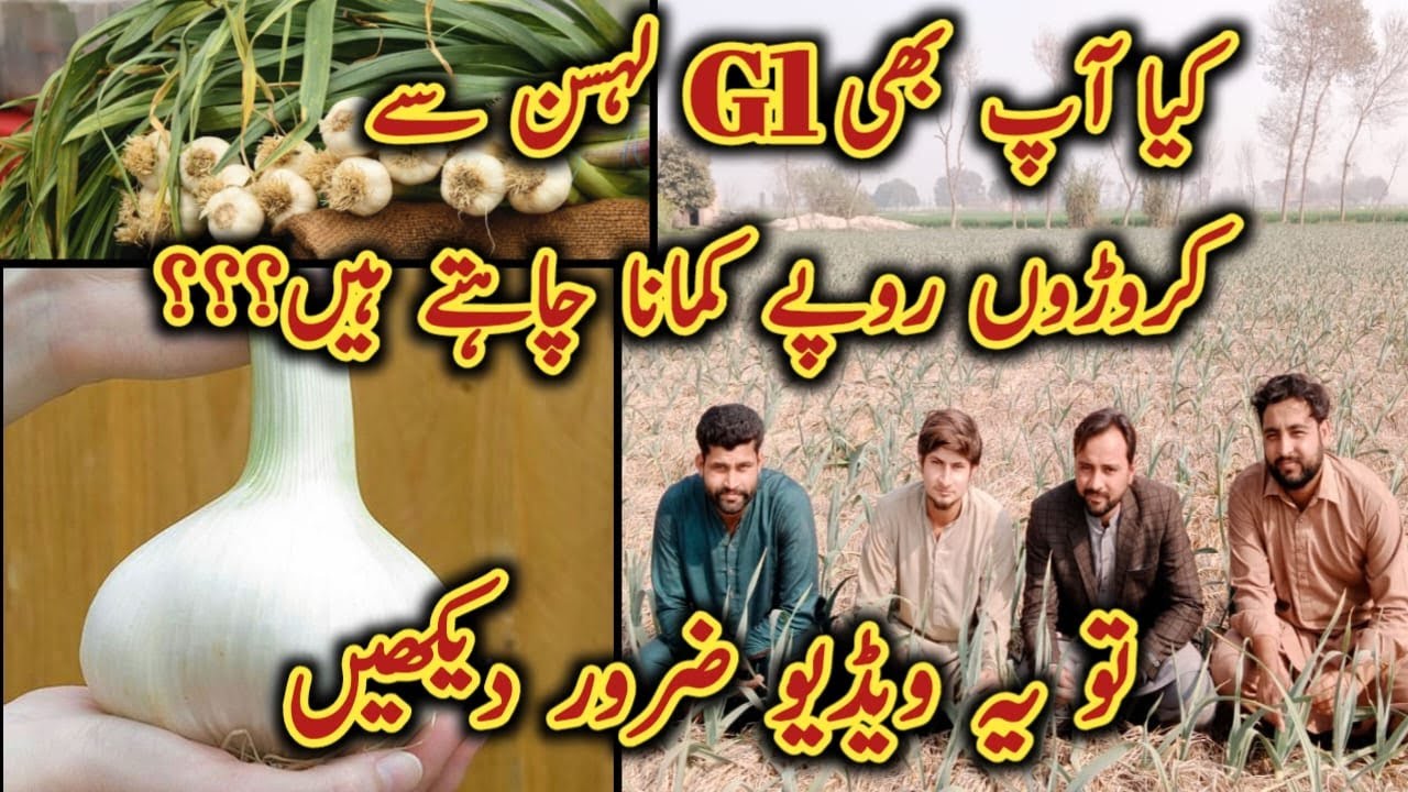 g1 garlic in pakistan|g1 garlic farming|g1 garlic fertilizer plan - YouTube