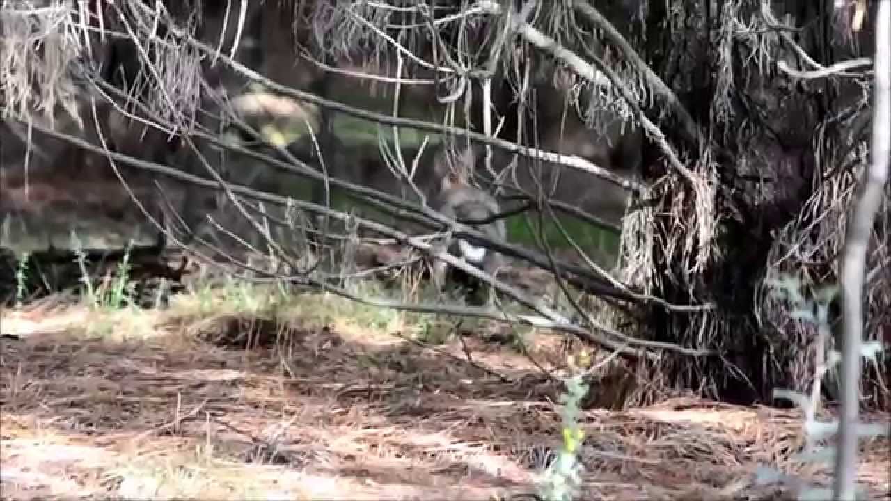 Grazing Free Range Rabbit - YouTube