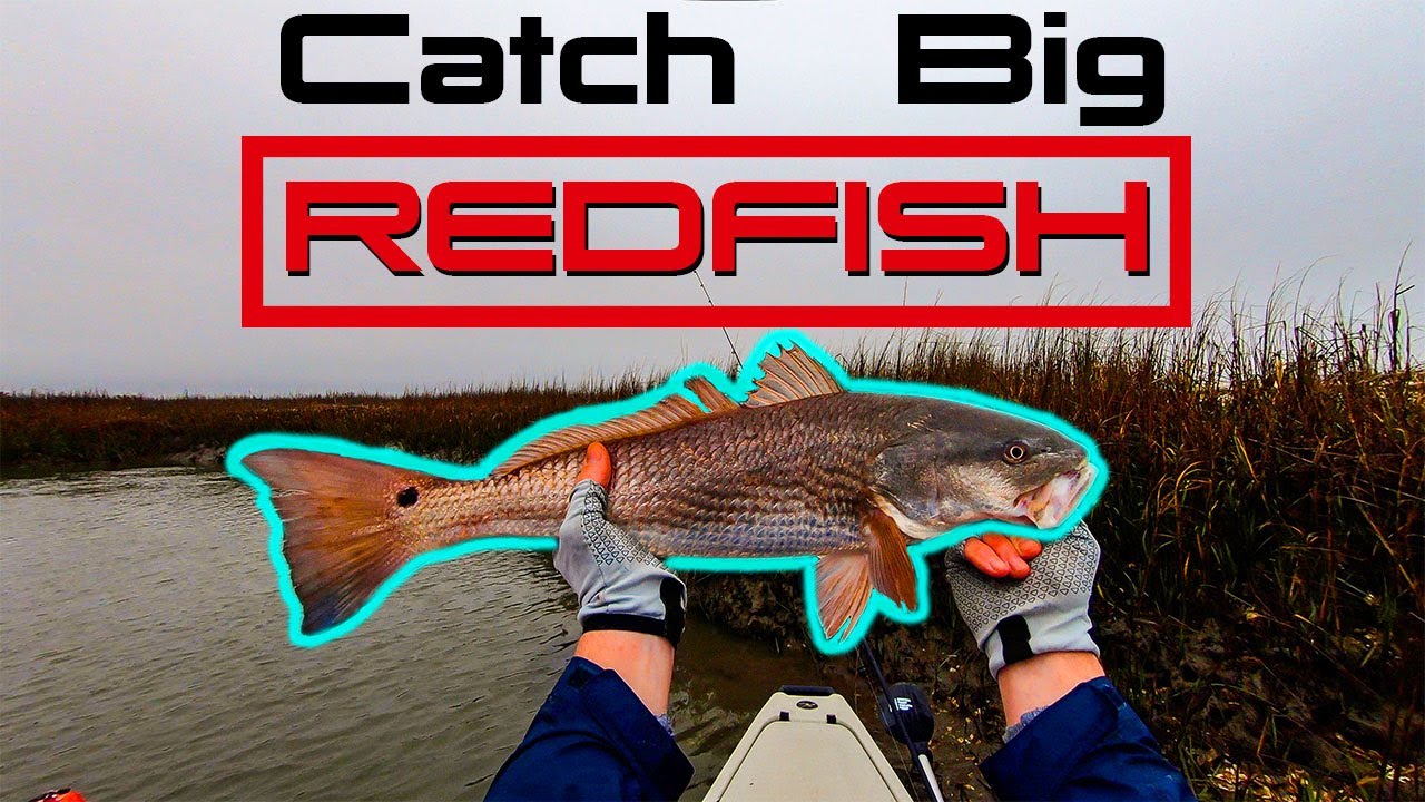 How To Catch BIG Winter REDFISH in Beaufort, South Carolina - YouTube