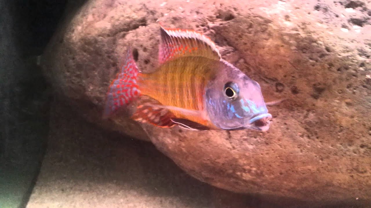 Lethrinops Albus "kande island" - YouTube