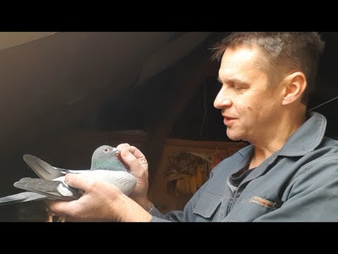 Ewa&Andrzej 0417.Nasze gołębie 🕊 Łaskawa, Pionier, Belg, Cycolina ...