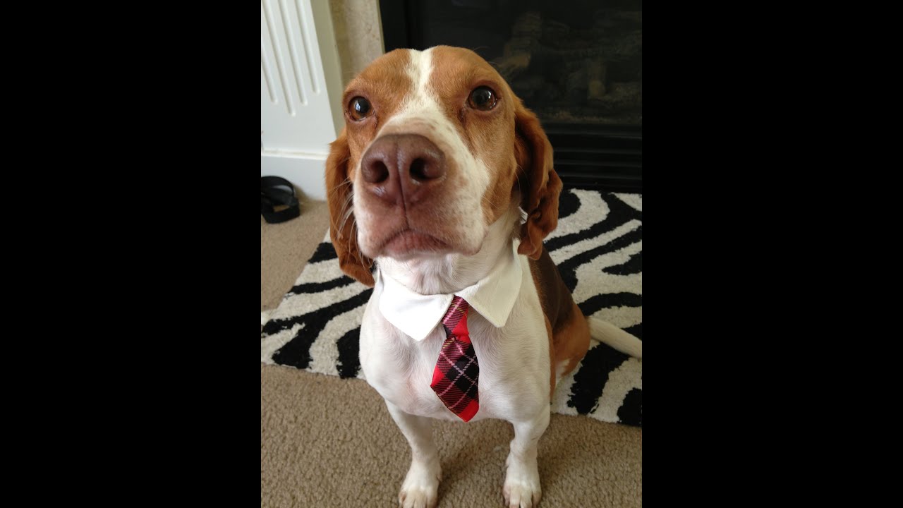 Old man calls my Beagle ugly! - YouTube