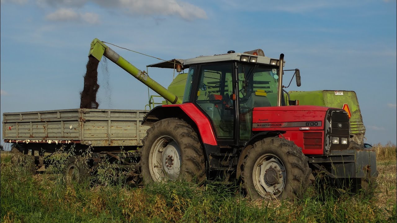 Żniwa 2017 ☆ Rzepak na pokos - Massey Ferguson 8130 & Claas ! - YouTube