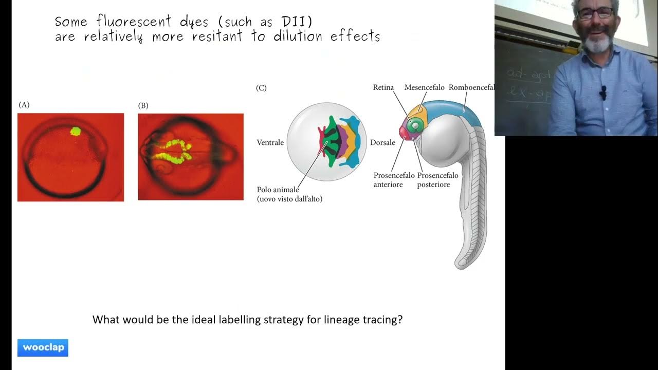 BCS24_B_2b_Lineage Tracing - YouTube