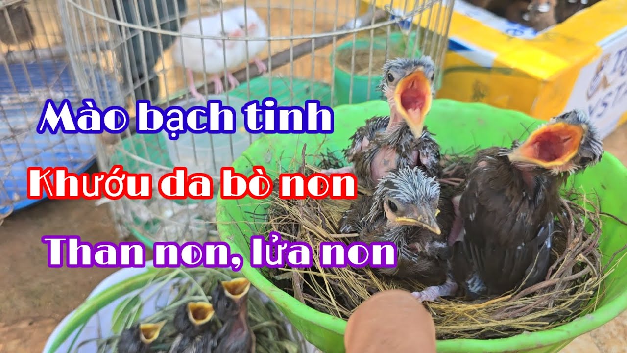 26/5/24💥Về than non, lửa non, đất non, khướu da bò non, mào bạch non ...