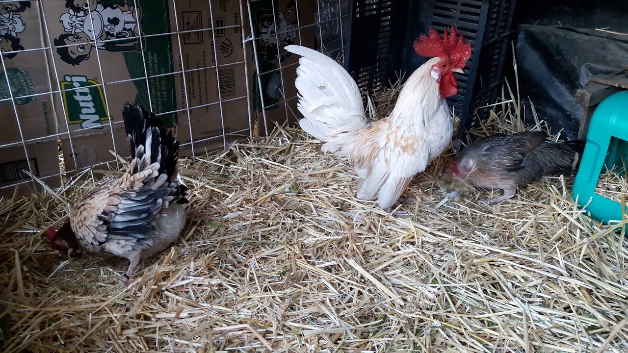 Gallo pisando 2 Gallinas Kikiriki | Ep.74 - YouTube