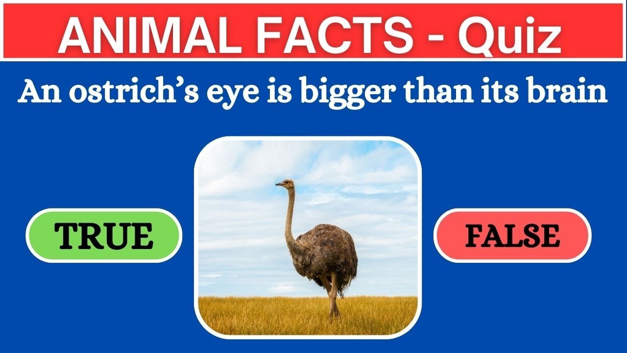 Animal Facts | True of False Quiz - YouTube