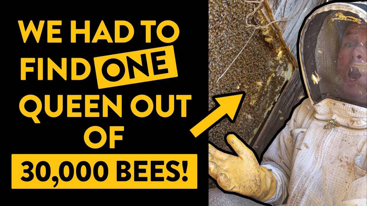 We had to find ONE queen out of 30,000 BEES! - YouTube