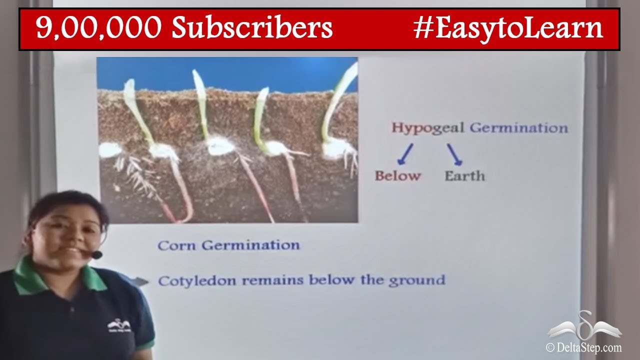 Seed Germination Types | Class 6 | CBSE | NCERT | ICSE - YouTube