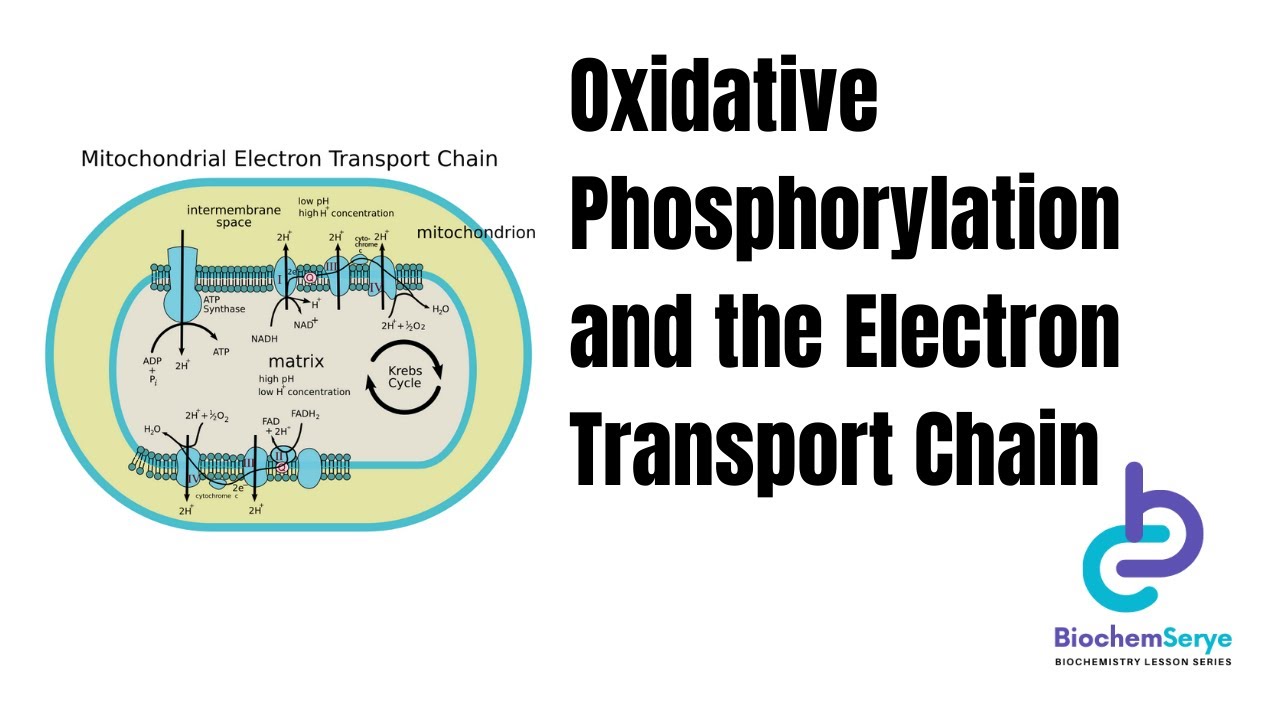 Oxidative Phosphorylation Biochemistry and the Electron Transport Chain ...