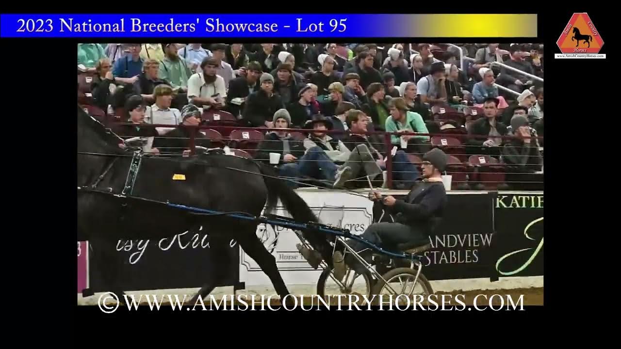 2023 National Breeders' Showcase Highlights - YouTube