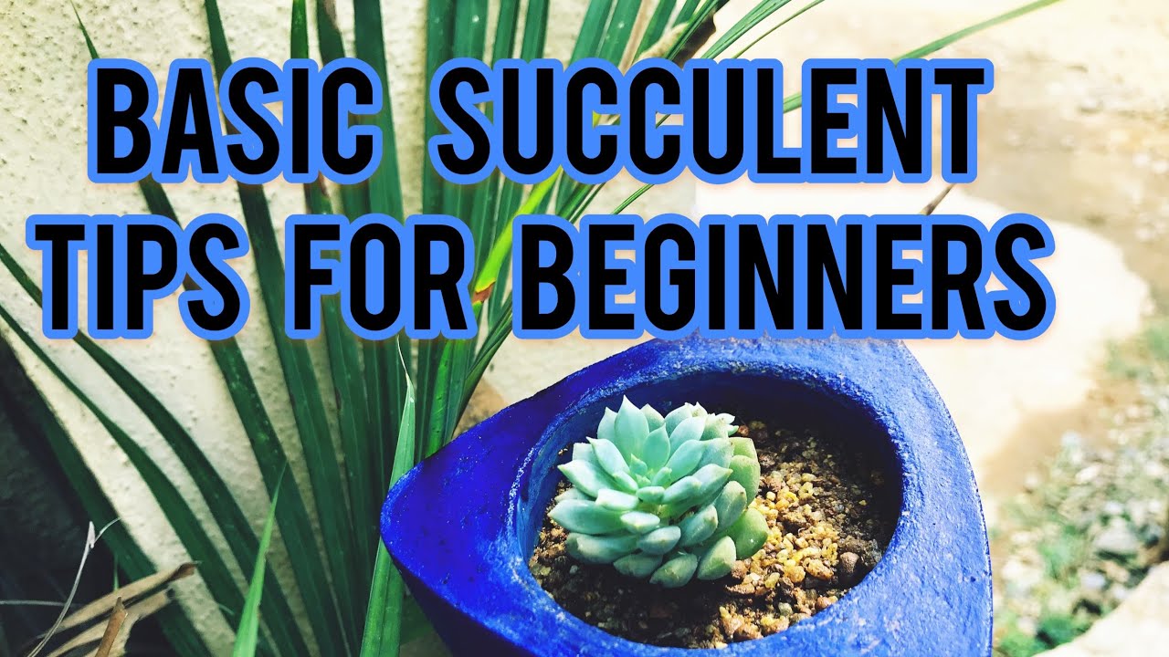 || QUICK & BASIC SUCCULENT CARE TIPS FOR BEGINNERS || - YouTube