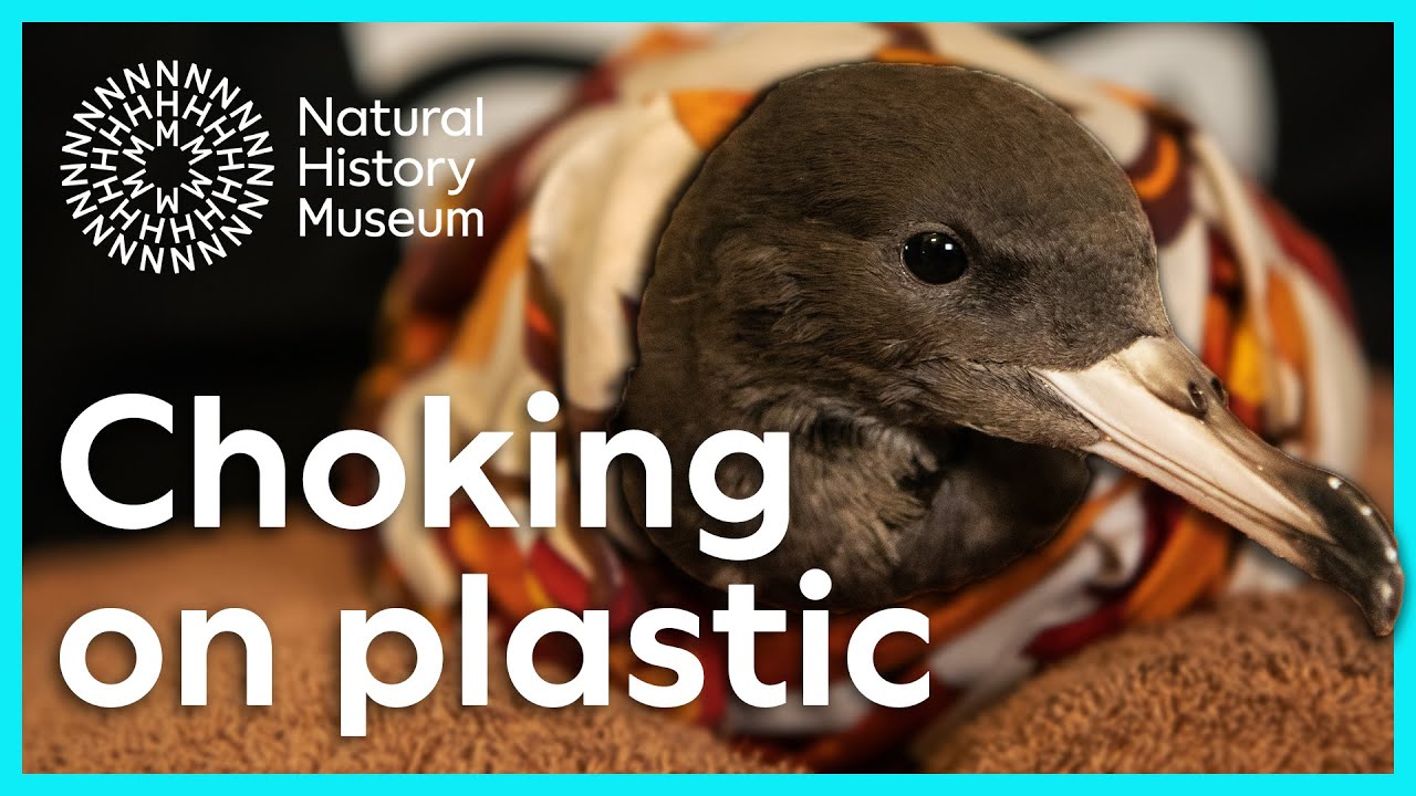 The chicks choking on a diet of plastic | Plastic pollution research on ...