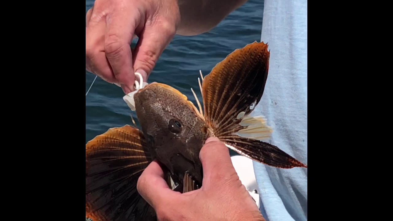 We caught a robin fish!! - YouTube