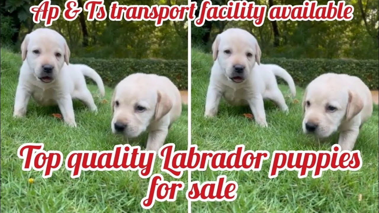 Top quality Labrador puppies for sale|8247687126|hyderabad|dog market ...