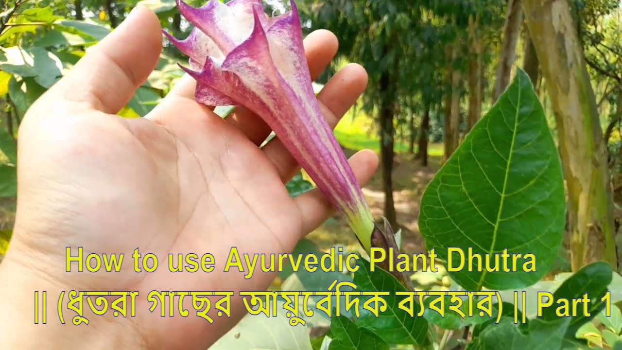 How to use Ayurvedic Plant Dhutra || (ধুতরা গাছের আয়ুর্বেদিক ব্যবহার ...
