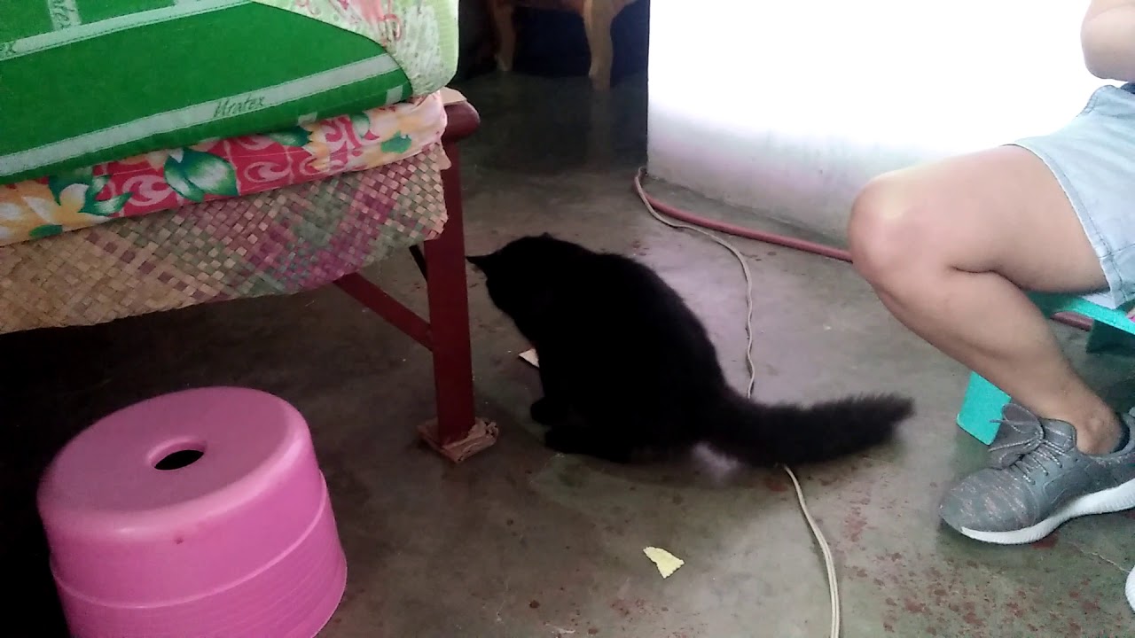 PUSANG ITIM - YouTube